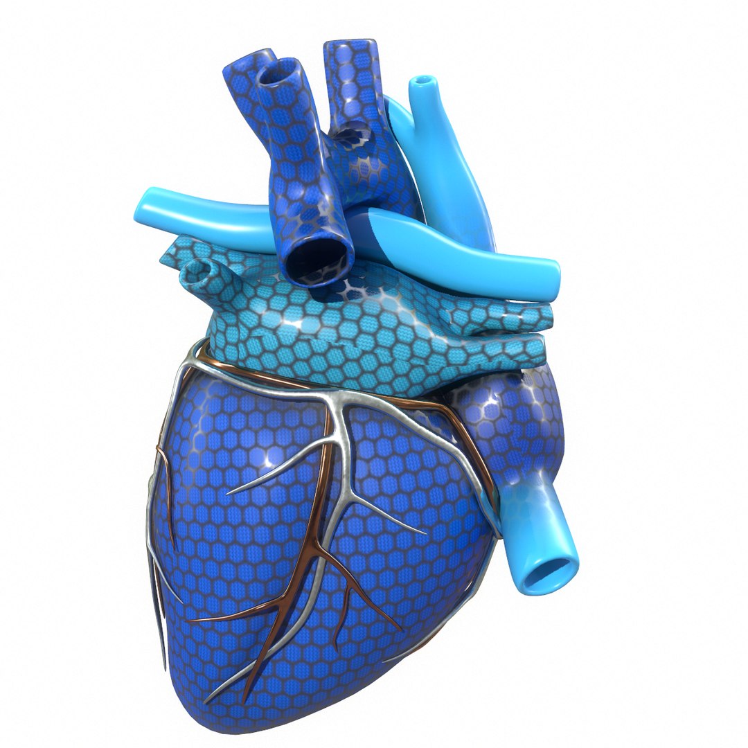 3D Modeled Human Heart Concept - TurboSquid 1402481
