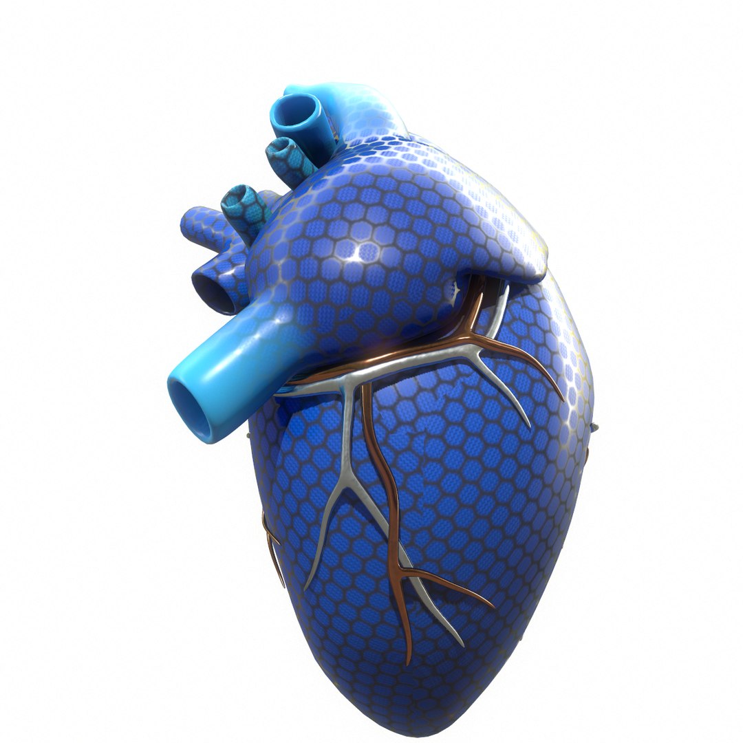 3D Modeled Human Heart Concept - TurboSquid 1402481