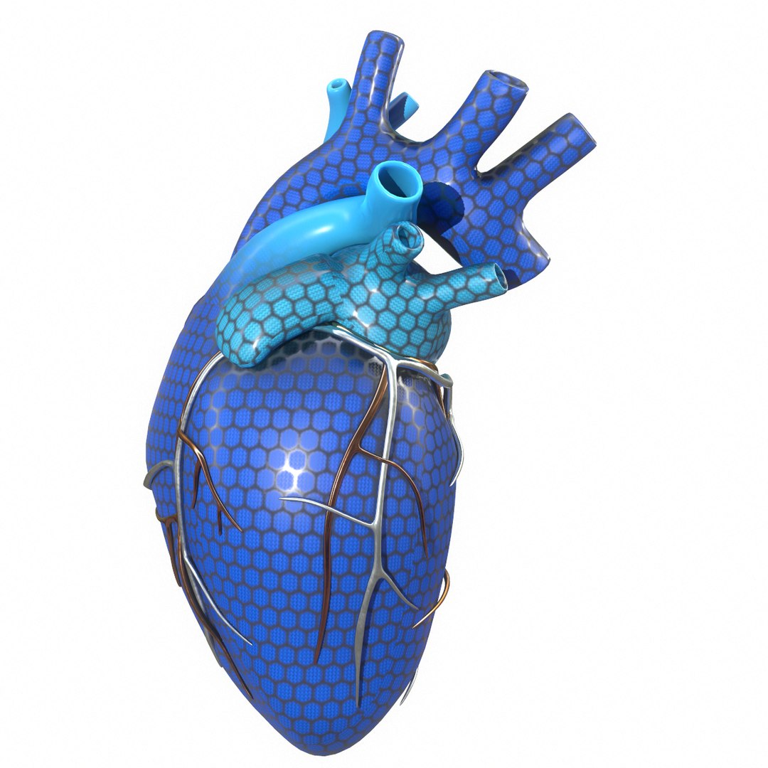 3D Modeled Human Heart Concept - TurboSquid 1402481
