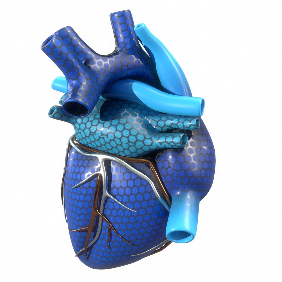 3D Modeled Human Heart Concept - TurboSquid 1402481