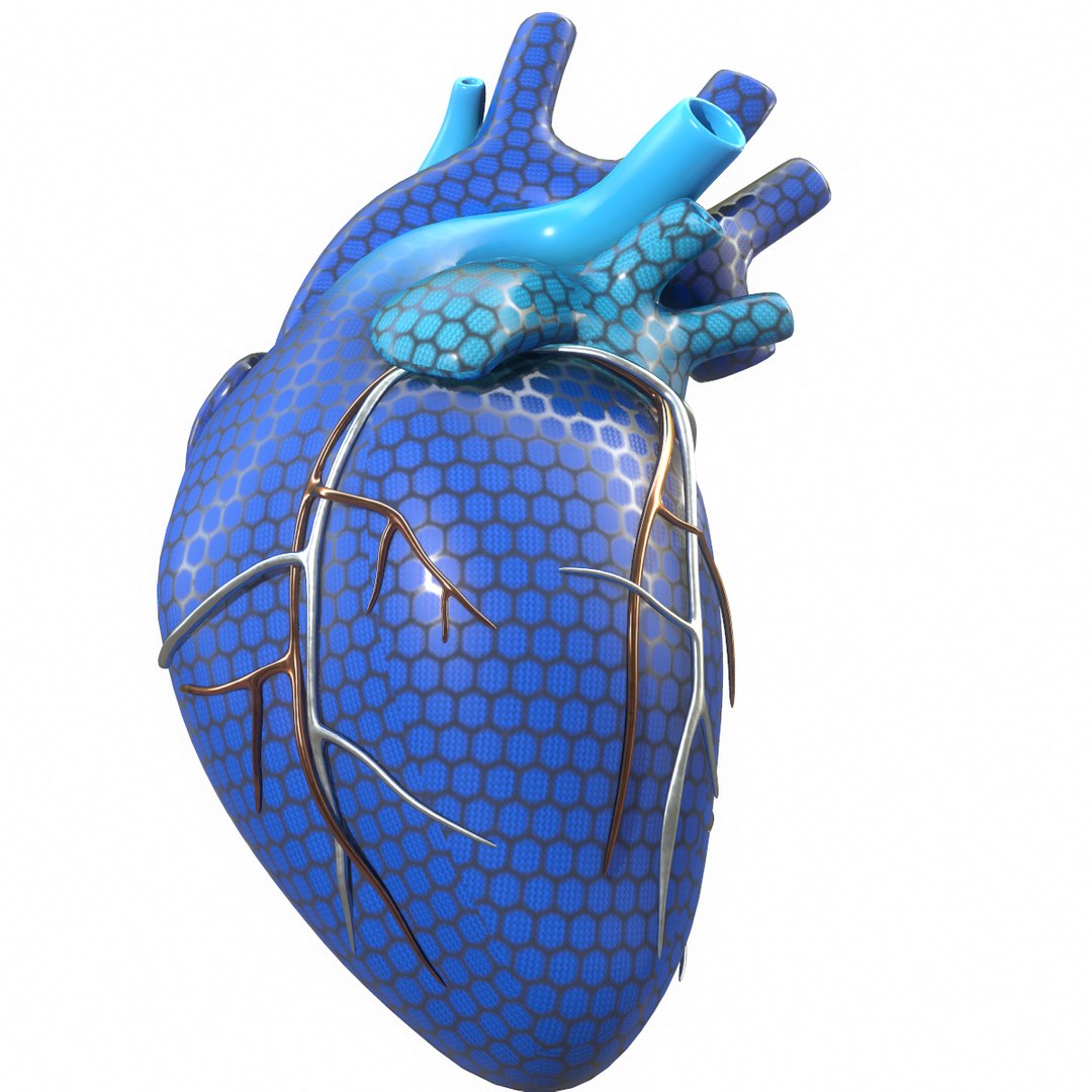3D Modeled Human Heart Concept - TurboSquid 1402481