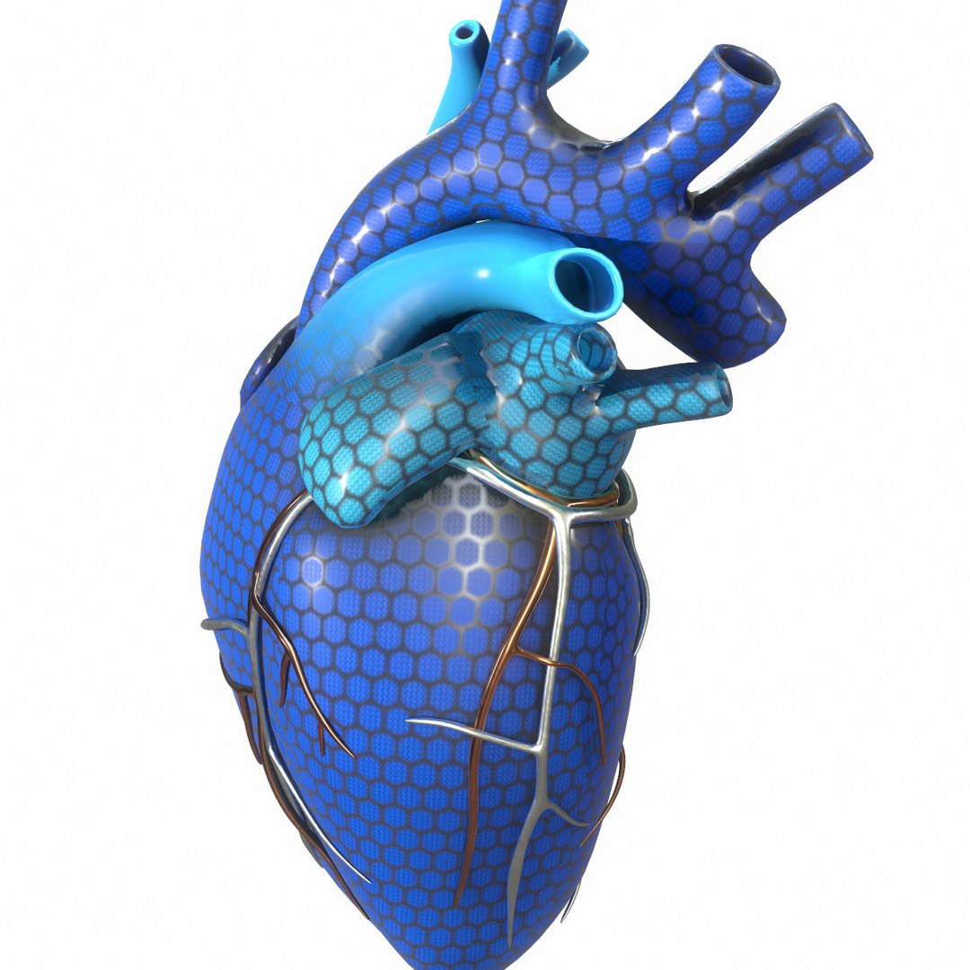3D Modeled Human Heart Concept - TurboSquid 1402481