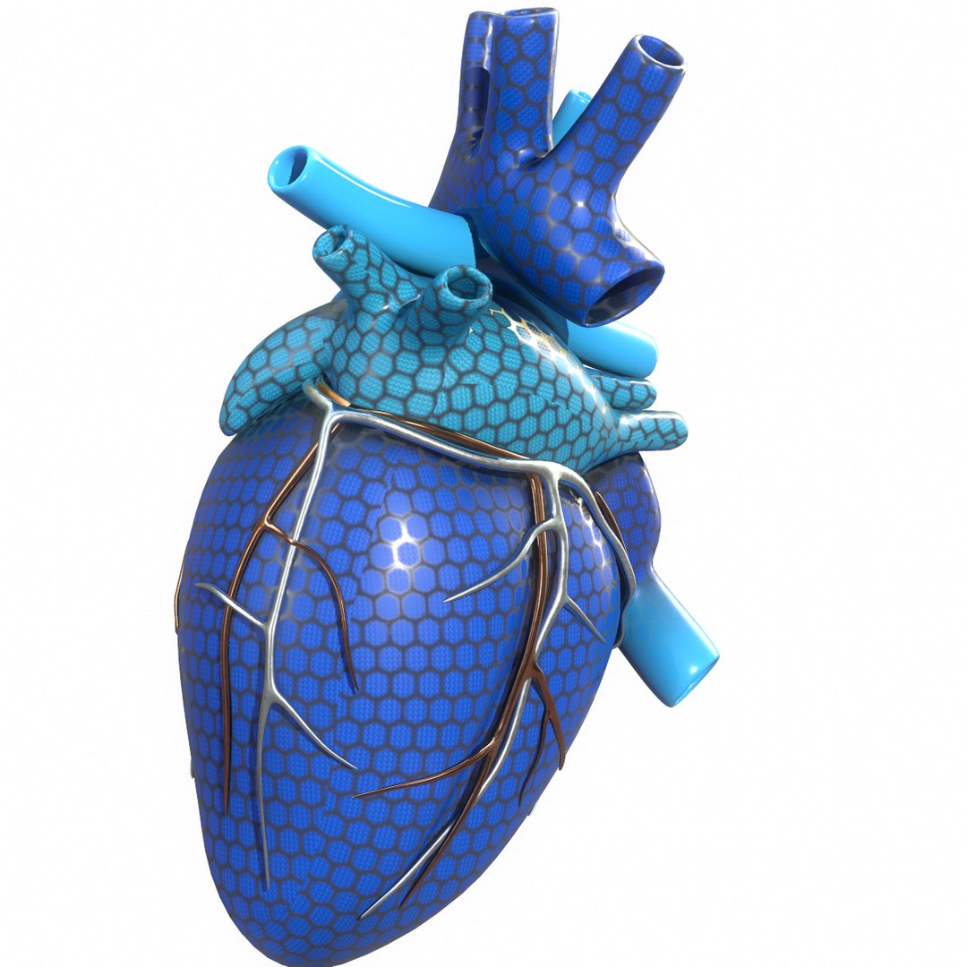 3D Modeled Human Heart Concept - TurboSquid 1402481