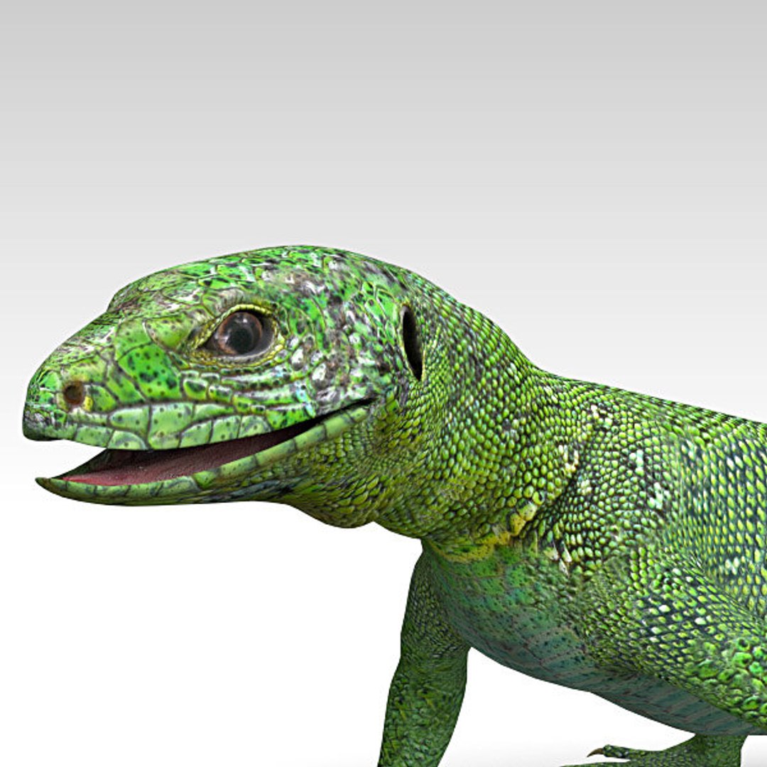 Green Lizard Bat 3D Model - TurboSquid 1337347