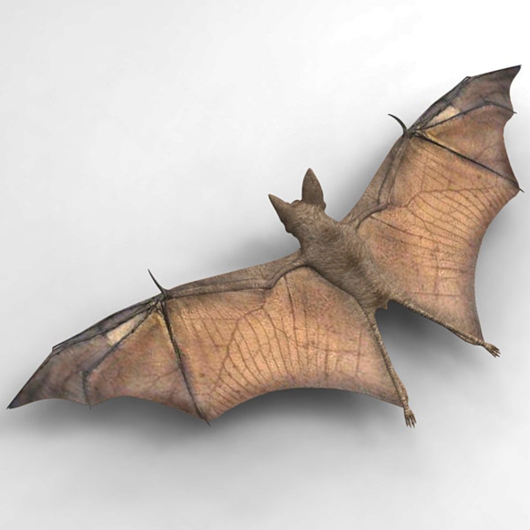 Green Lizard Bat 3D Model - TurboSquid 1337347