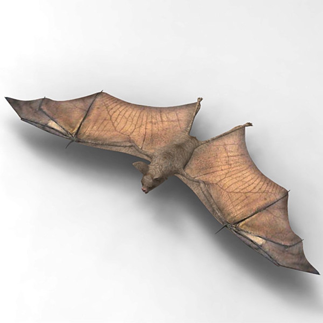 Green Lizard Bat 3D Model - TurboSquid 1337347