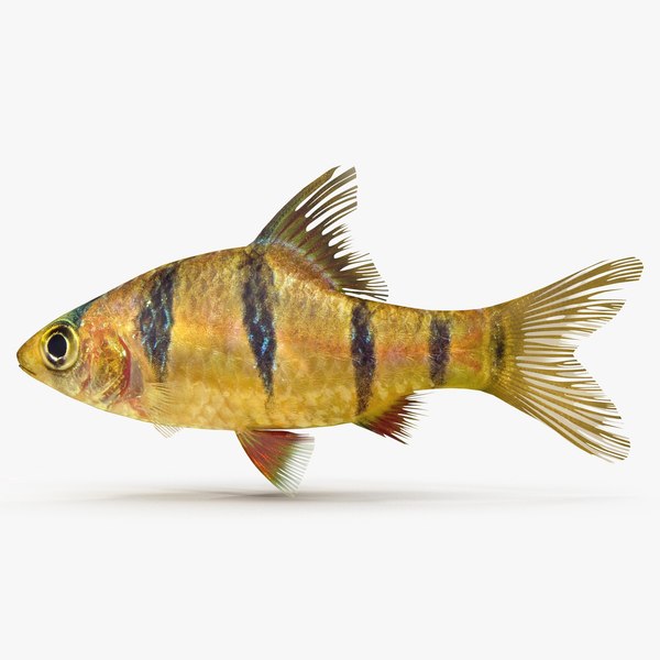 Barb Fish 3D Models for Download | TurboSquid