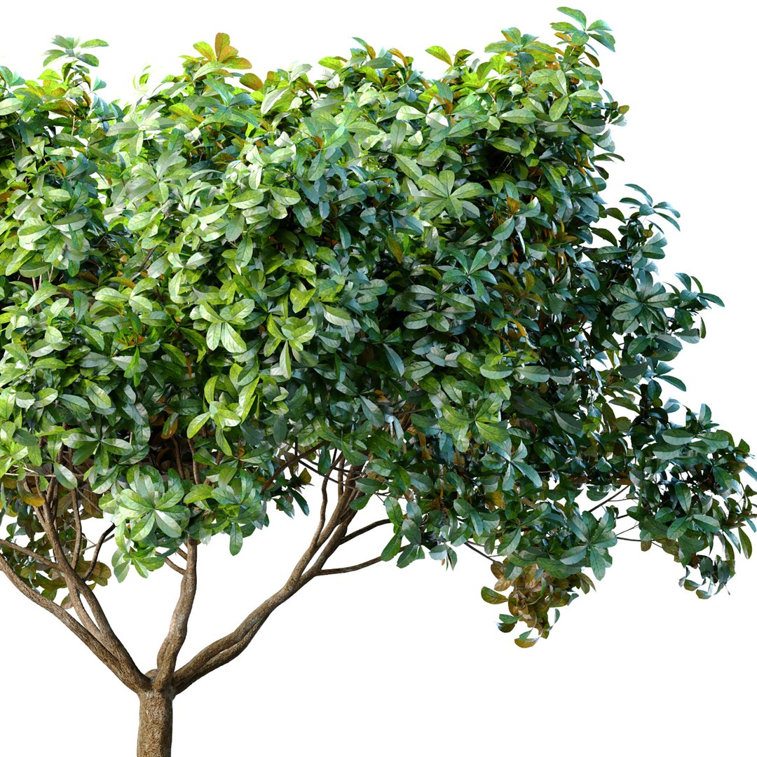 3D Decorative Evergreen Outdoor Garden Tree model - TurboSquid 2164519