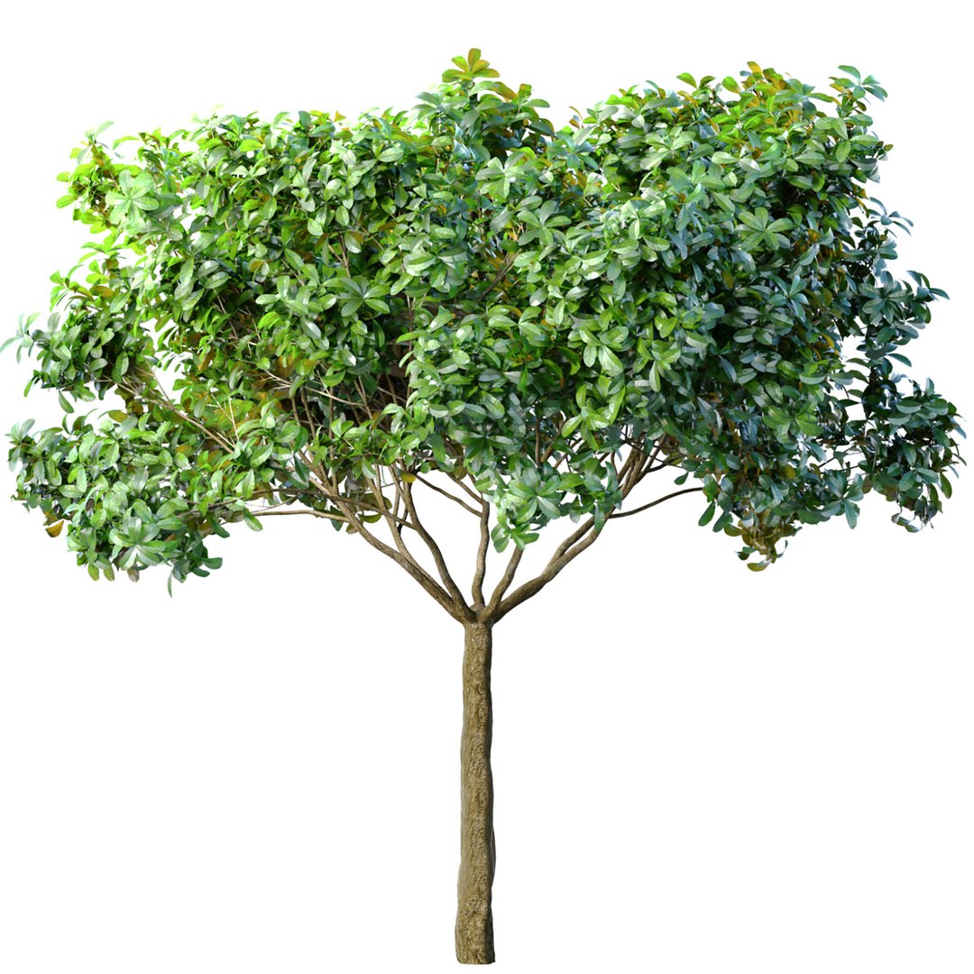 3D Decorative Evergreen Outdoor Garden Tree model - TurboSquid 2164519