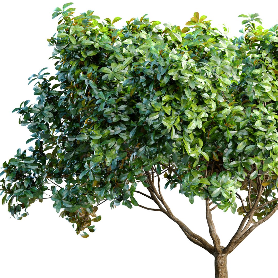 3D Decorative Evergreen Outdoor Garden Tree model - TurboSquid 2164519