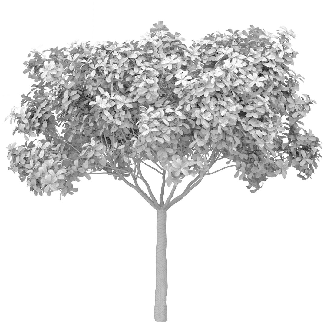 3D Decorative Evergreen Outdoor Garden Tree model - TurboSquid 2164519