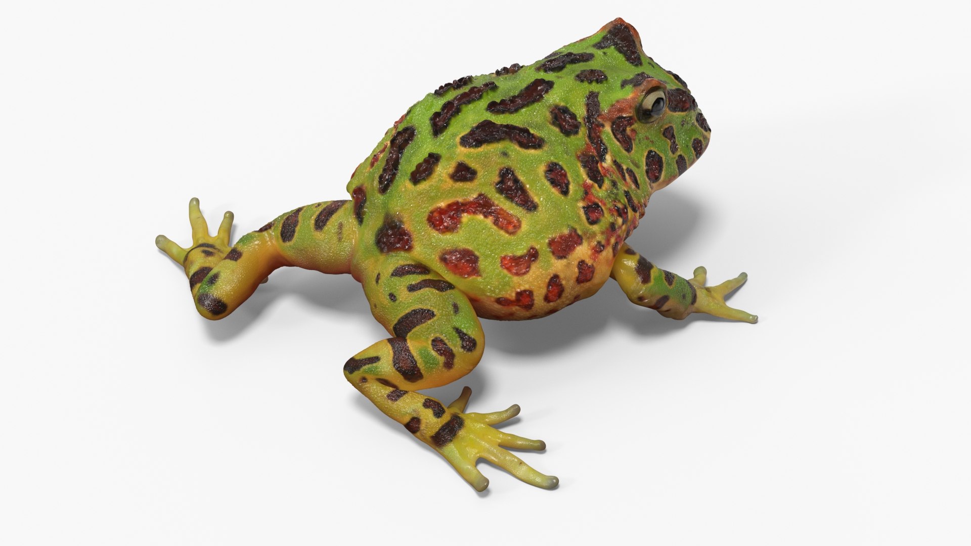 Realistic Horned Toad Rigged 3D Model - TurboSquid 2307872