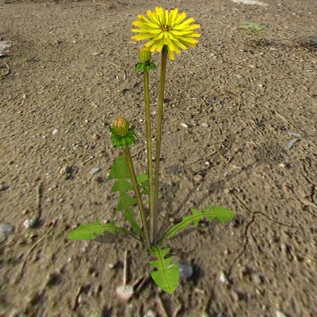 Dandelion Flower 3ds