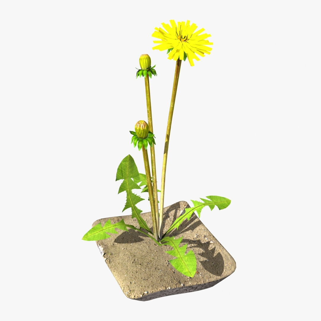 Dandelion Flower 3ds