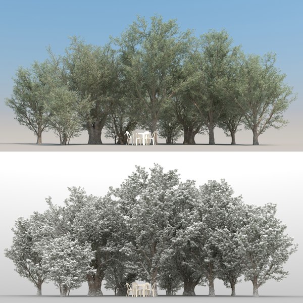 Free 3D Olive-Tree Models | TurboSquid