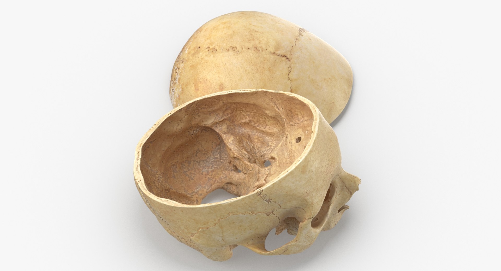 Human Skull Cranial 02 3D Model - TurboSquid 1572058