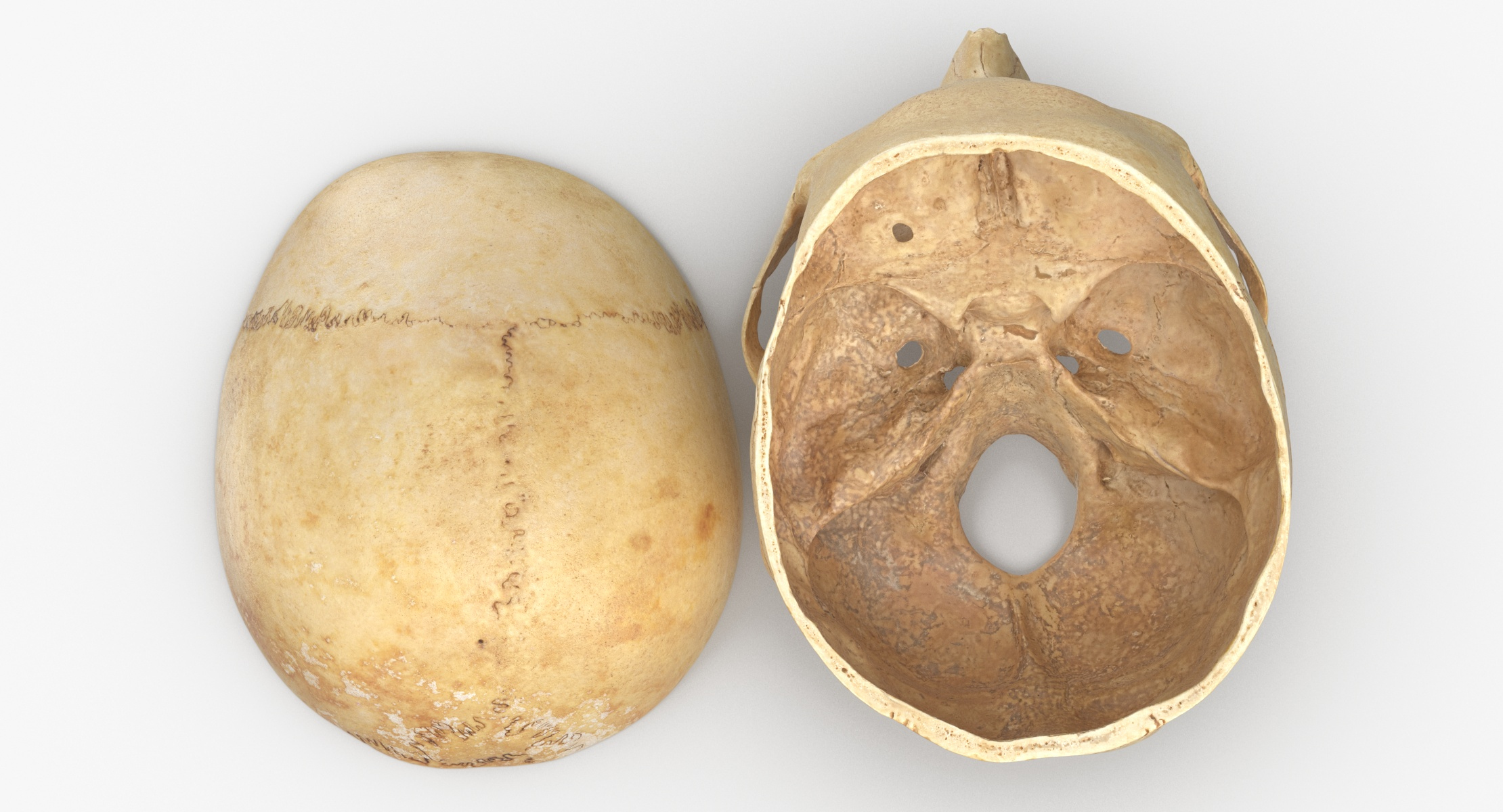 modelo 3d Cráneo humano real Cráneo 02 Corte con pose de pieza 04 ...