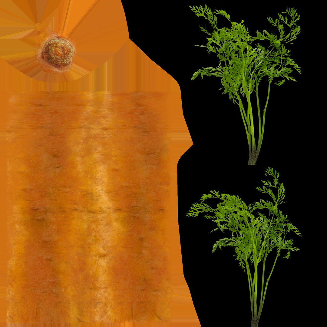 Carrot 3D Model - TurboSquid 2012703