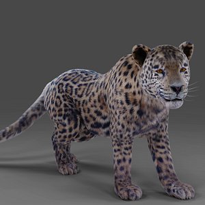 Animal Blender 3D Models for Download | TurboSquid
