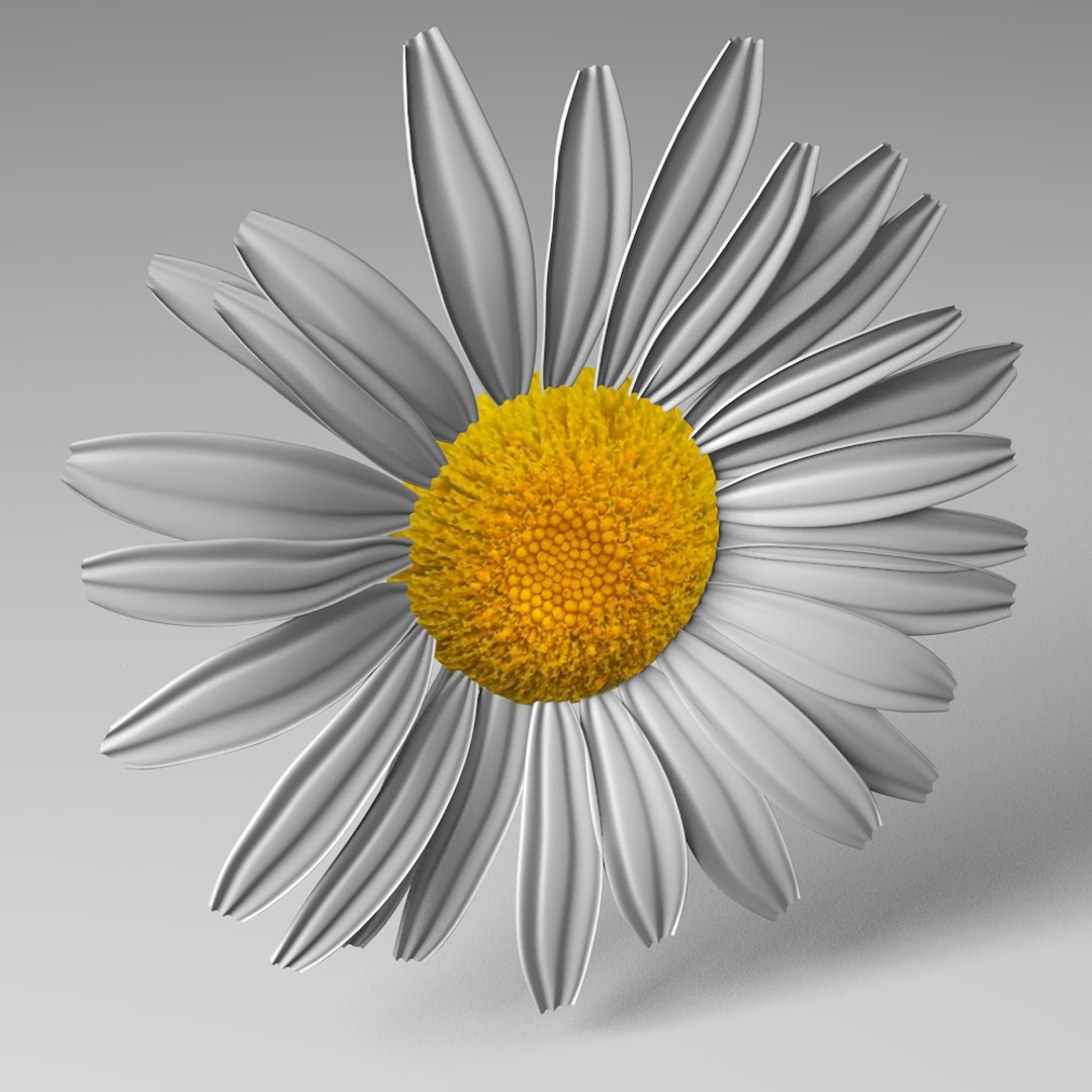 3d Model Daisy Flower