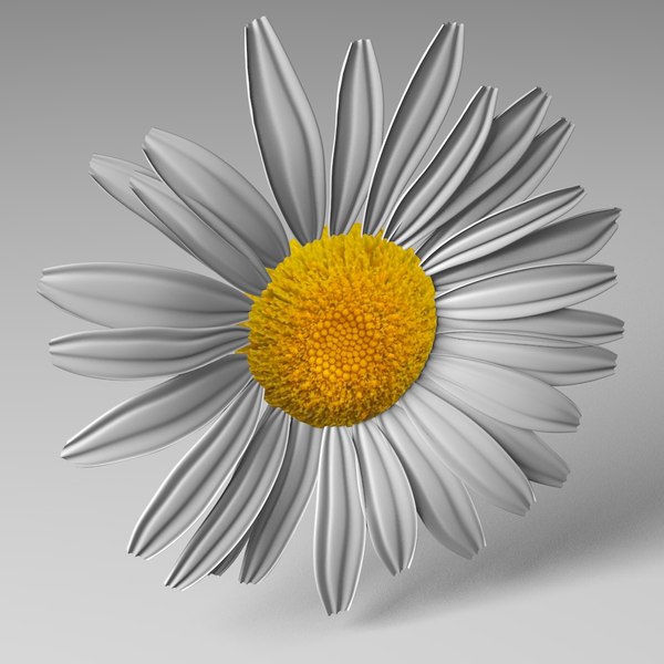 3d model daisy flower