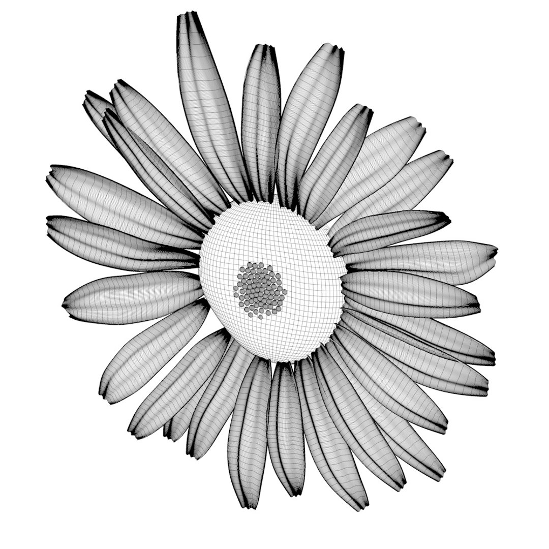 3d Model Daisy Flower