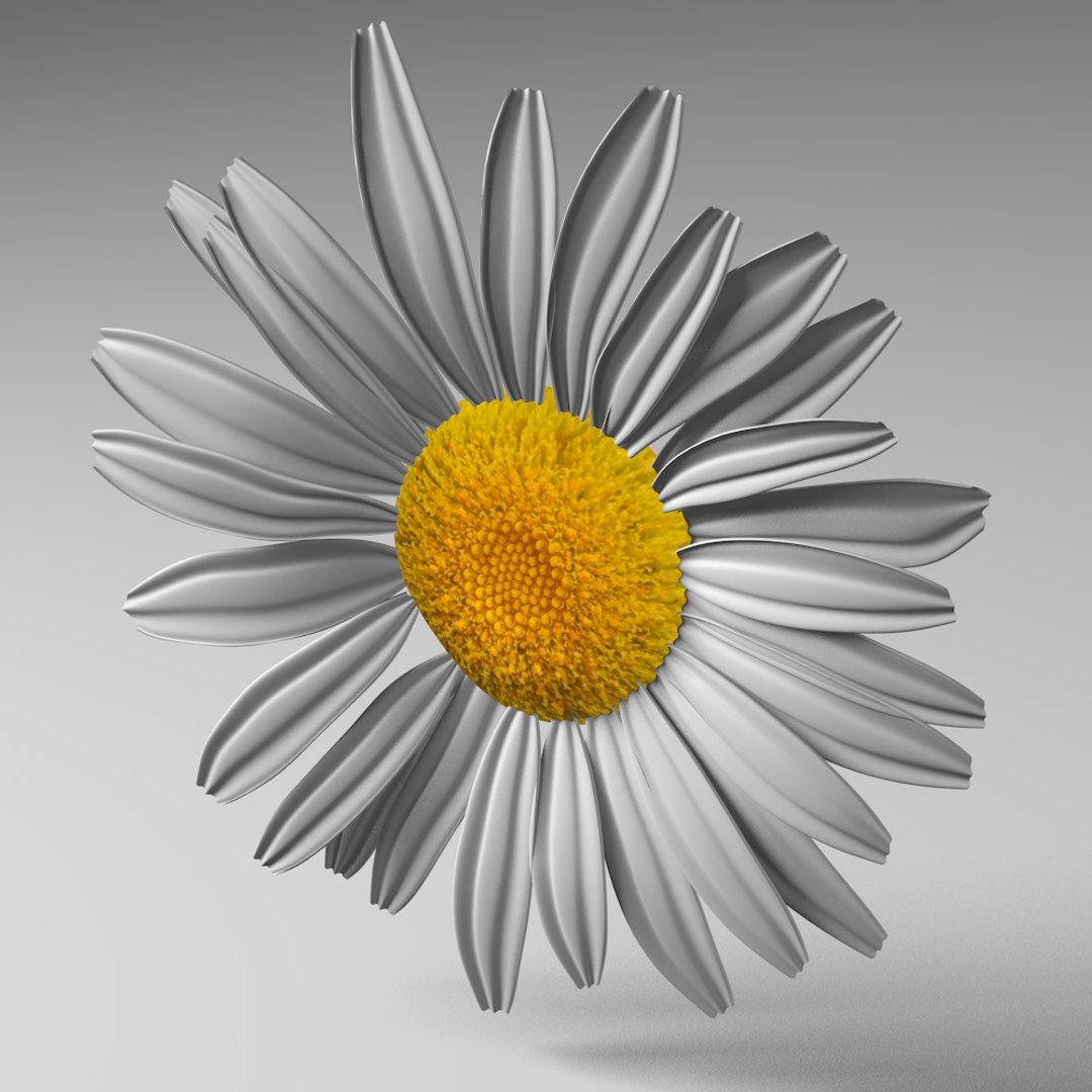 3d Model Daisy Flower