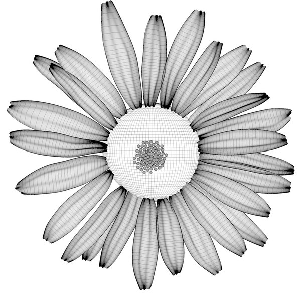 3d model daisy flower