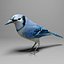 Blue Jay 3d Model