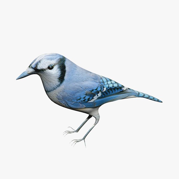 Blue Jay 3D Models for Download | TurboSquid