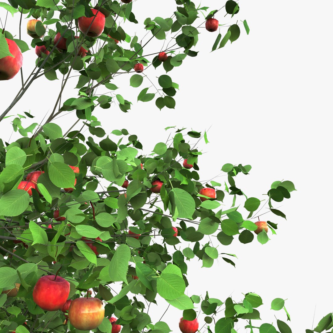 Tree apple model - TurboSquid 1156084