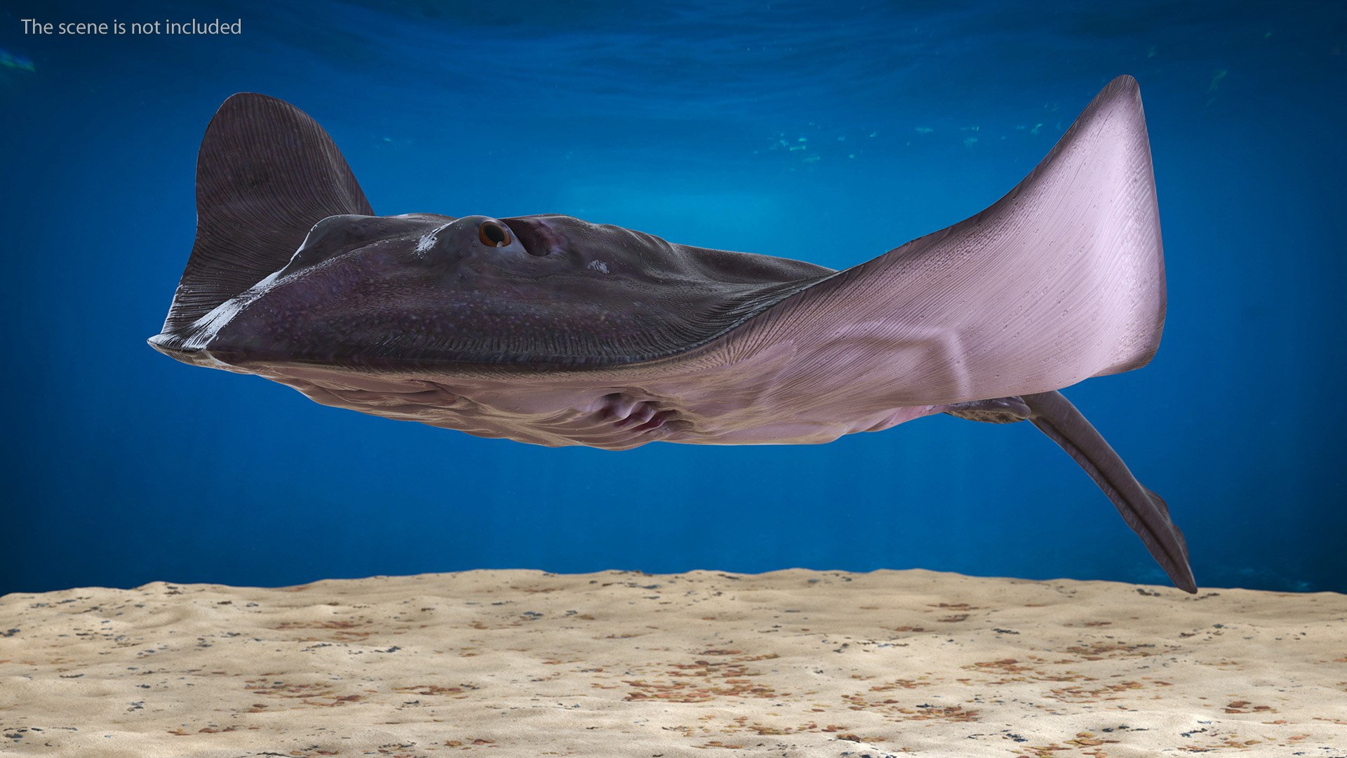 3D Gray Stingray Floating On The Bottom - TurboSquid 2268143