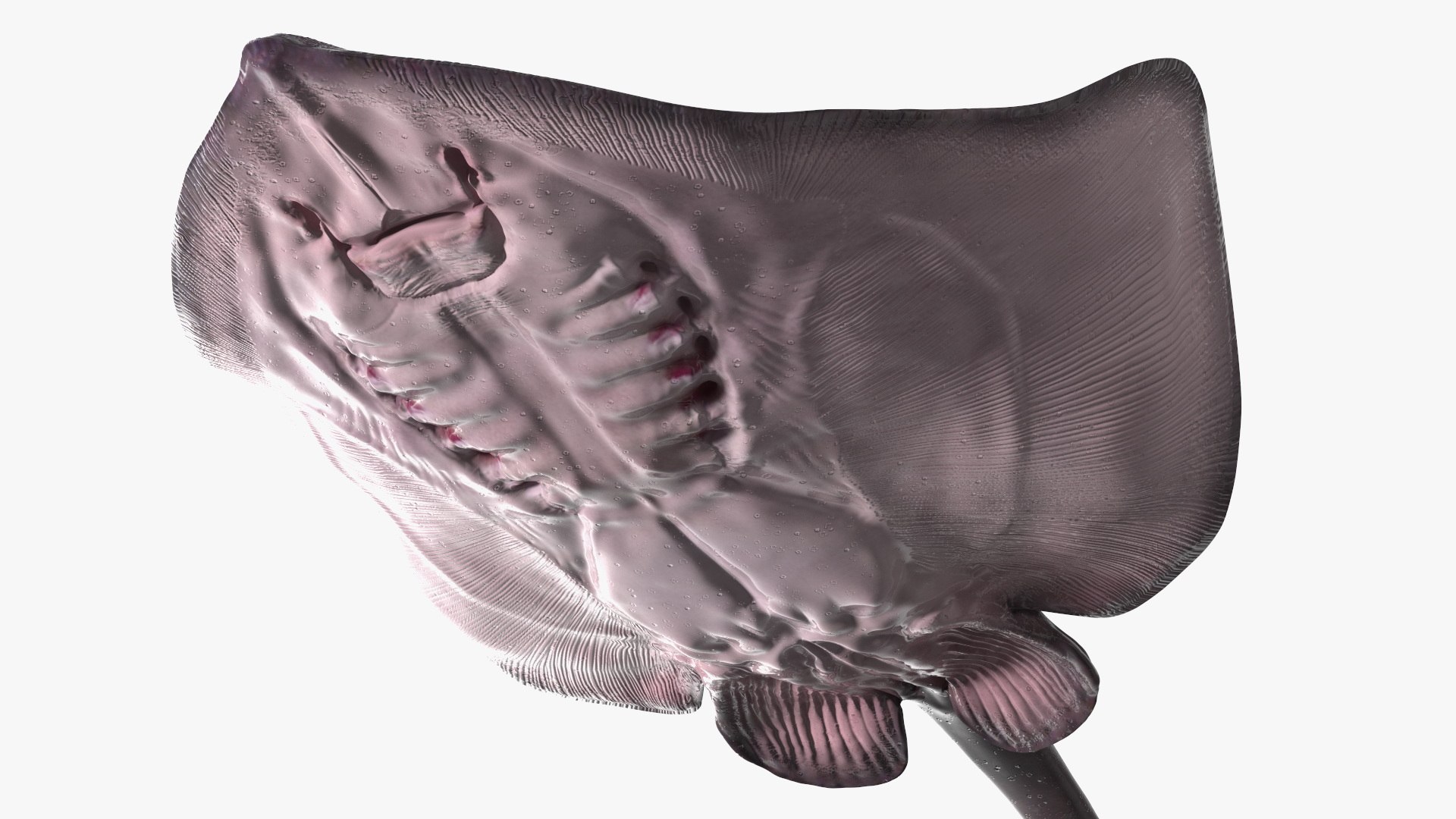 3D Gray Stingray Floating On The Bottom - TurboSquid 2268143