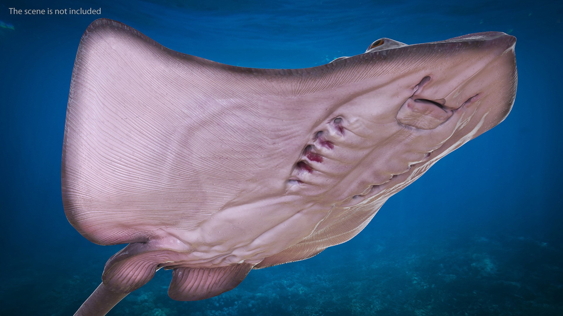 3D Gray Stingray Floating On The Bottom - TurboSquid 2268143