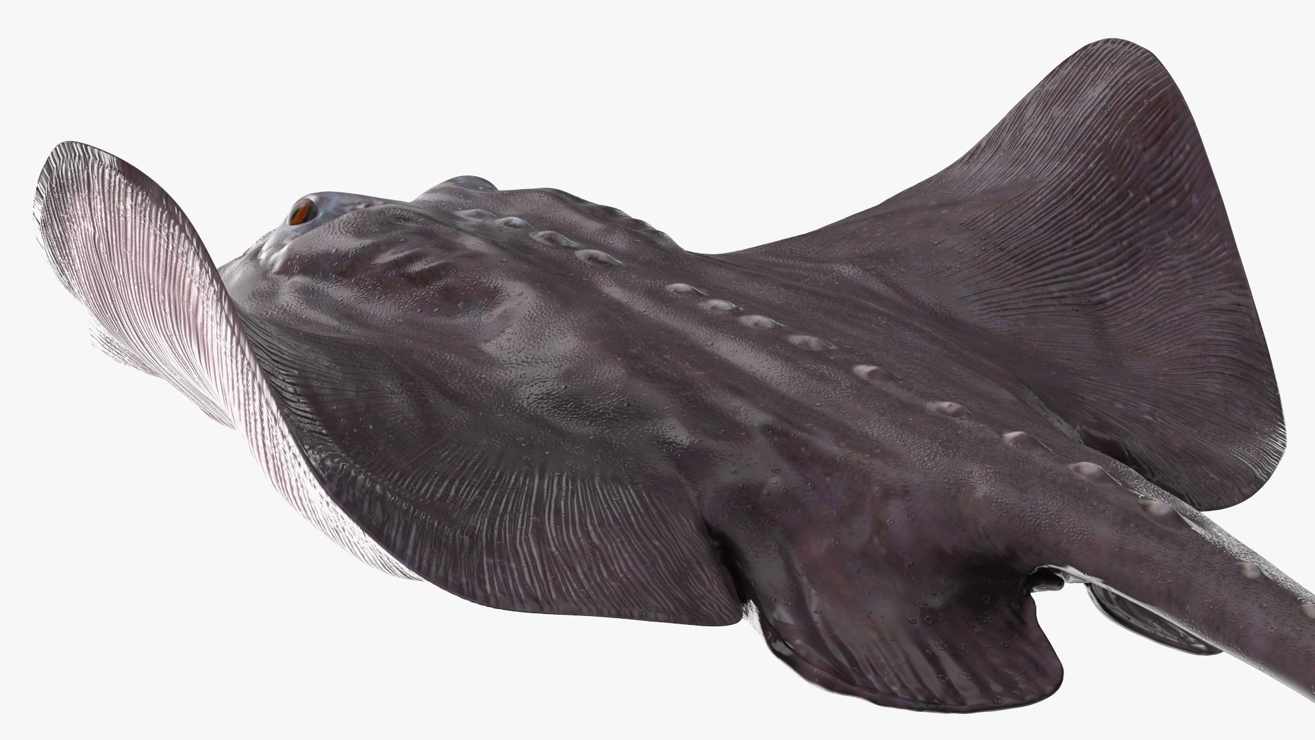 3D Gray Stingray Floating On The Bottom - TurboSquid 2268143