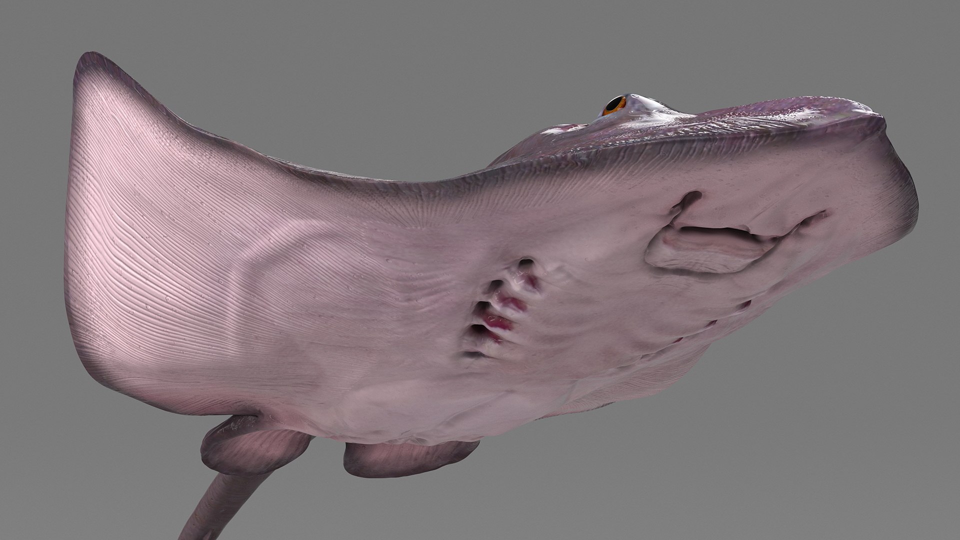 3D Gray Stingray Floating On The Bottom - TurboSquid 2268143