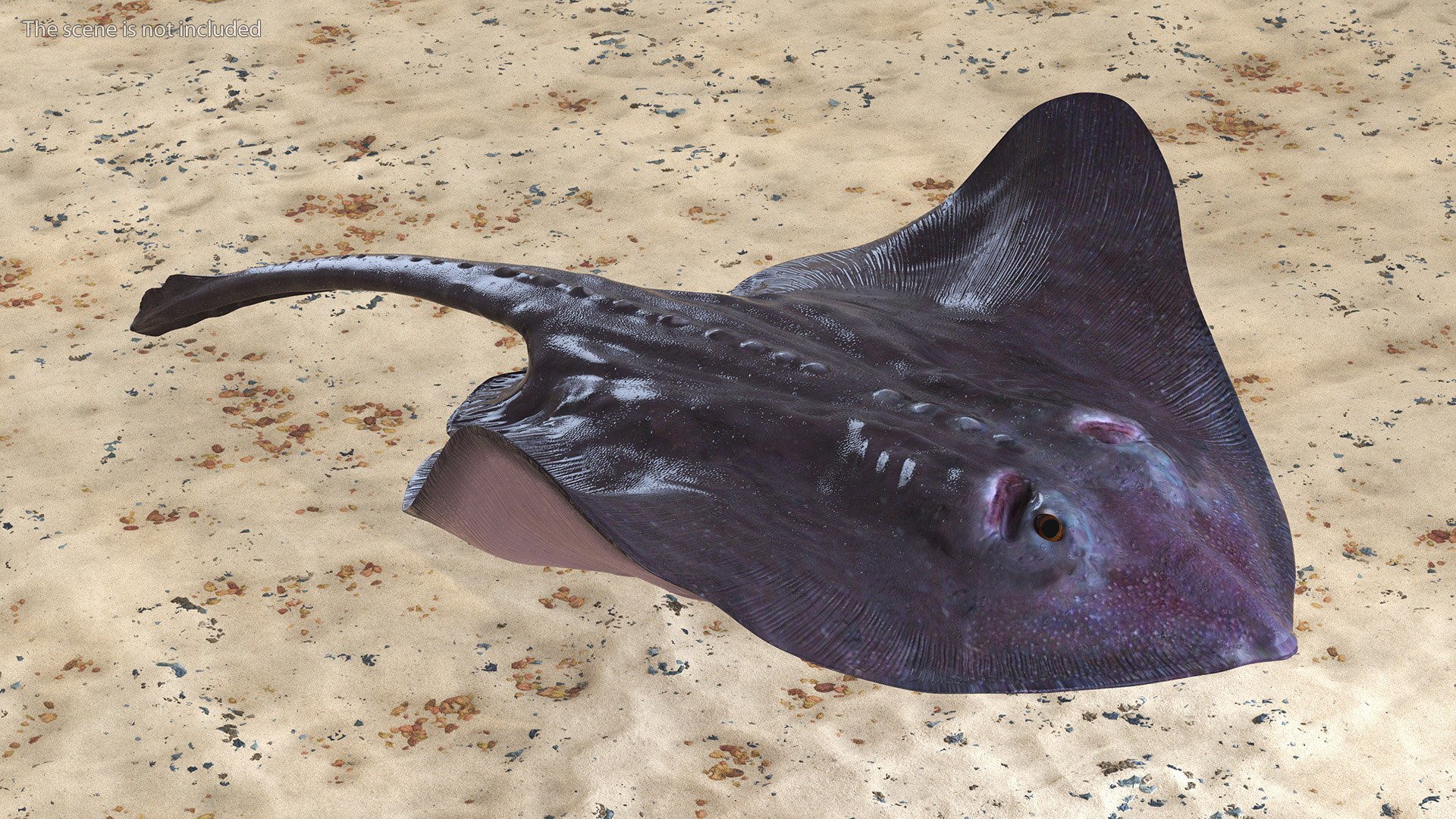 3D Gray Stingray Floating On The Bottom - TurboSquid 2268143