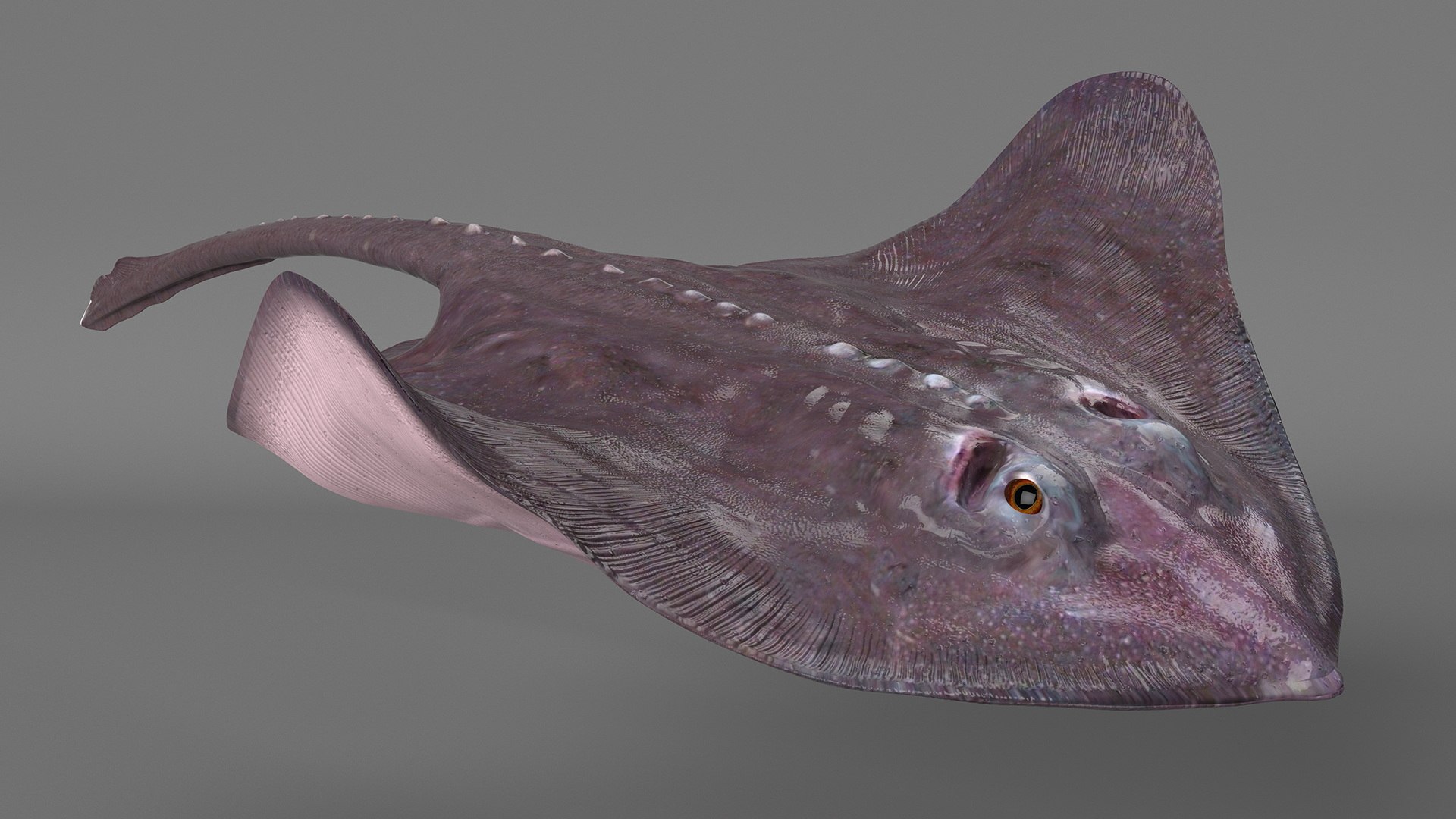 3D Gray Stingray Floating On The Bottom - TurboSquid 2268143