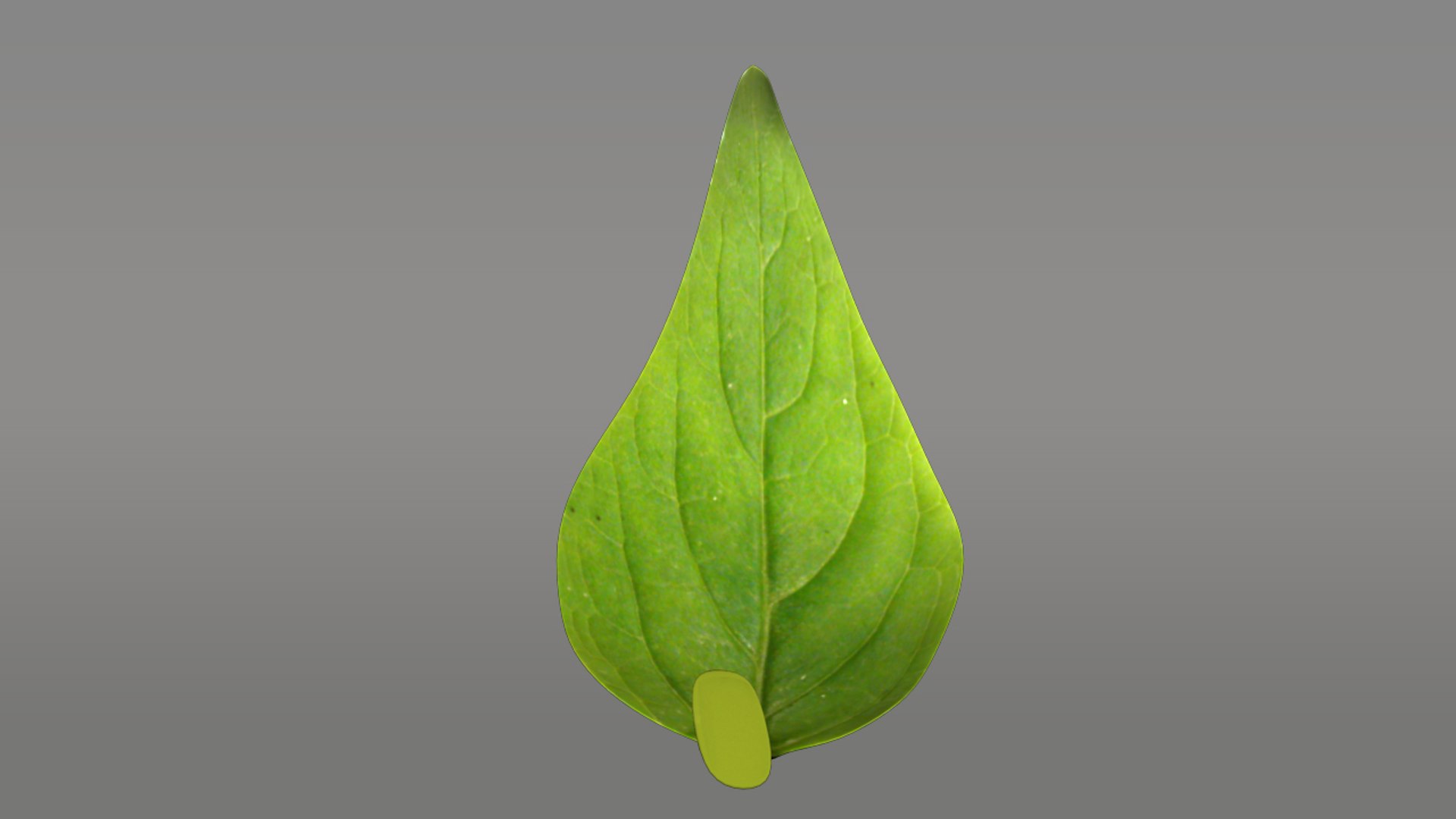 3d leaf plant leaves
