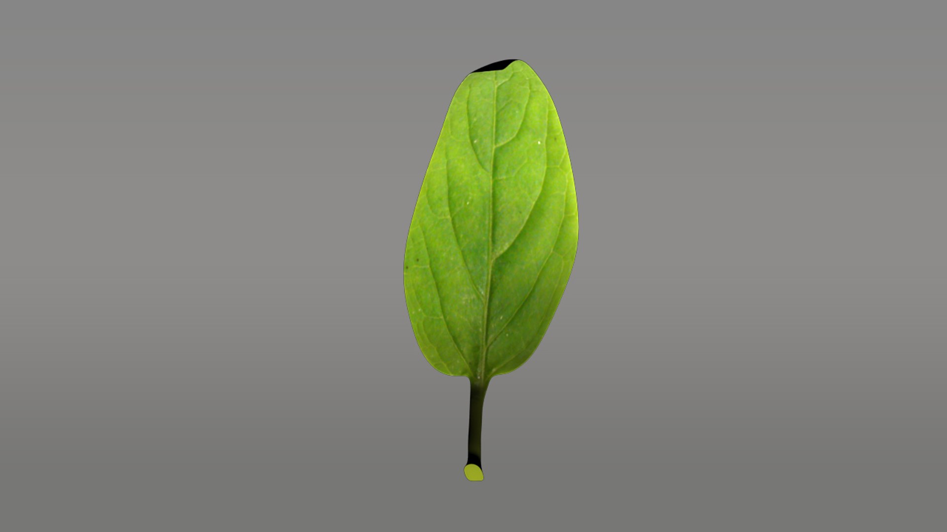 3d leaf plant leaves