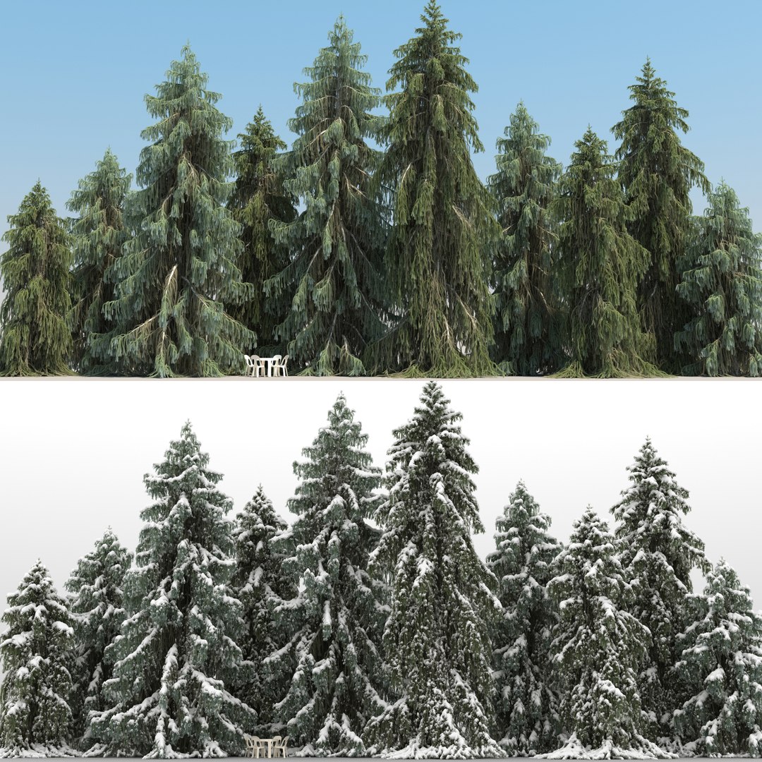 Picea Trees 10 Spruce 3D Model - TurboSquid 1280057