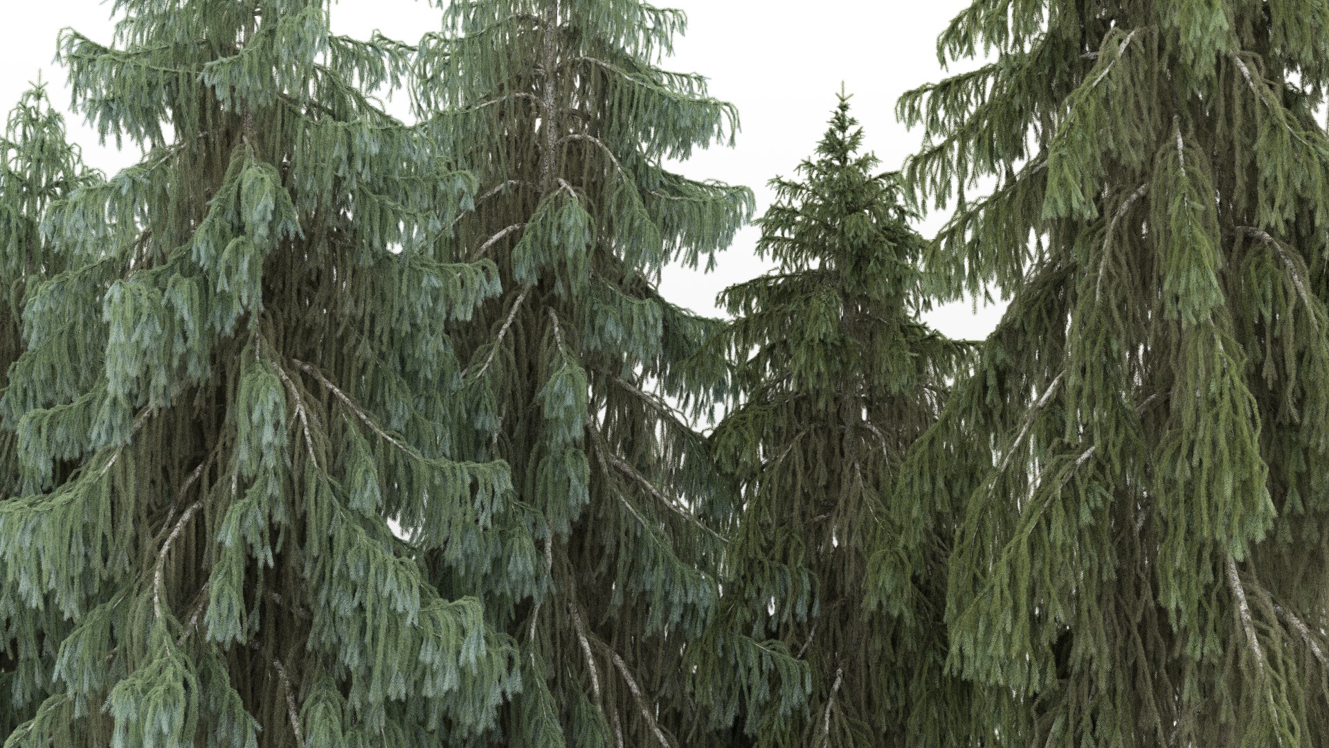 Picea Trees 10 Spruce 3D Model - TurboSquid 1280057