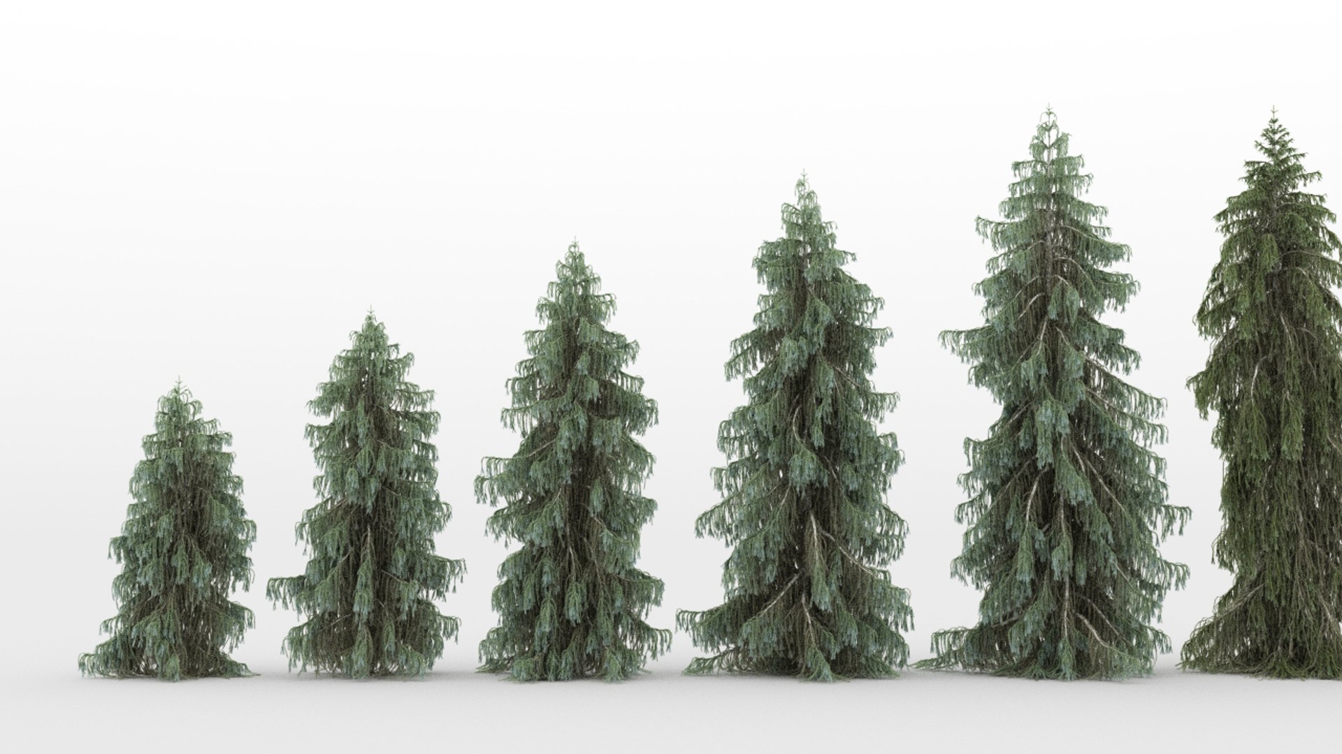 Picea Trees 10 Spruce 3D Model - TurboSquid 1280057