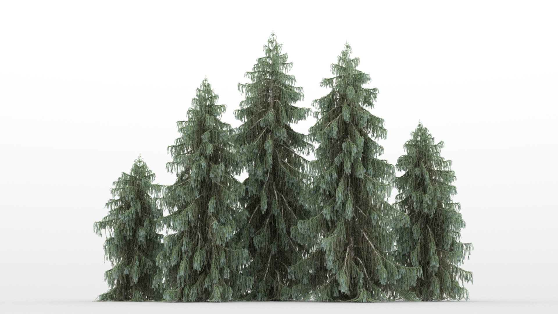 Picea Trees 10 Spruce 3D Model - TurboSquid 1280057