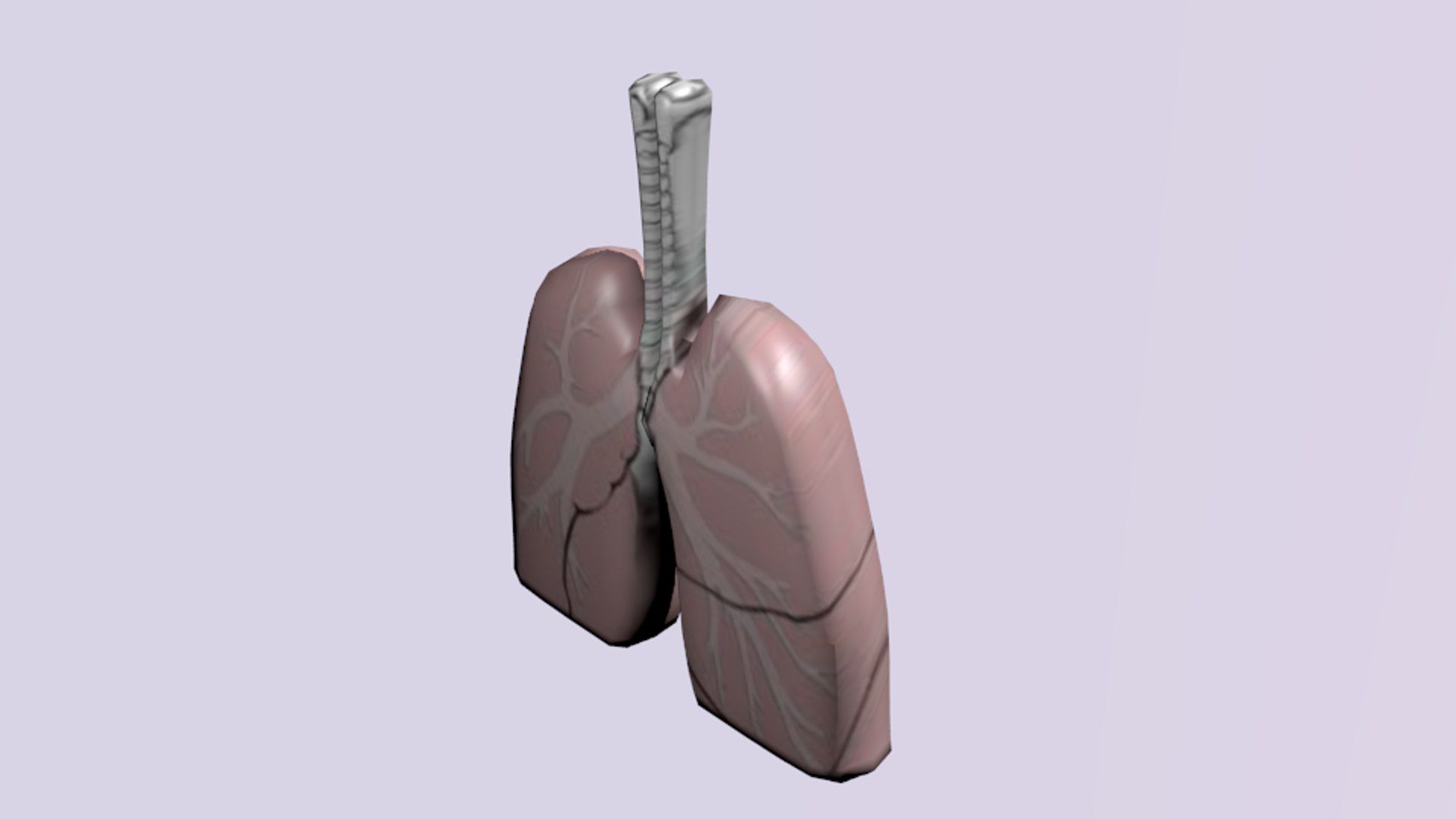 3d Lungs Model