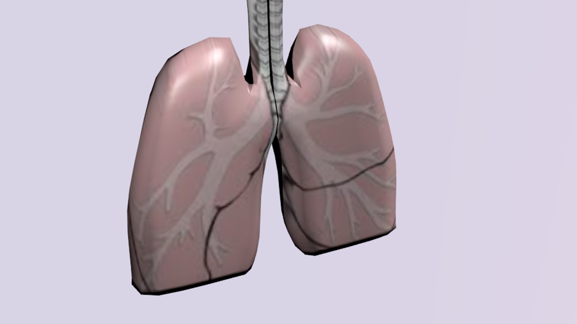 3d Lungs Model