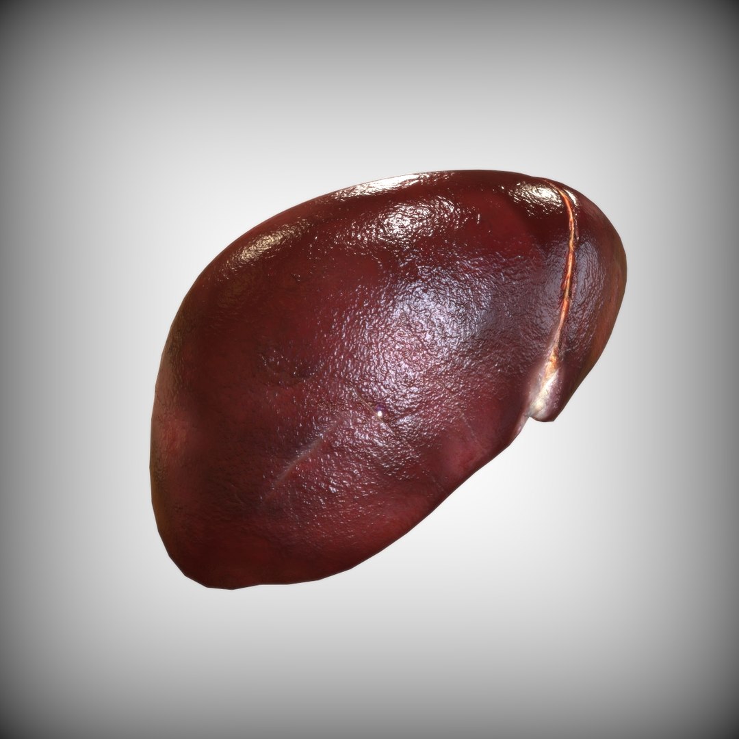 Human Liver Model - TurboSquid 1520237