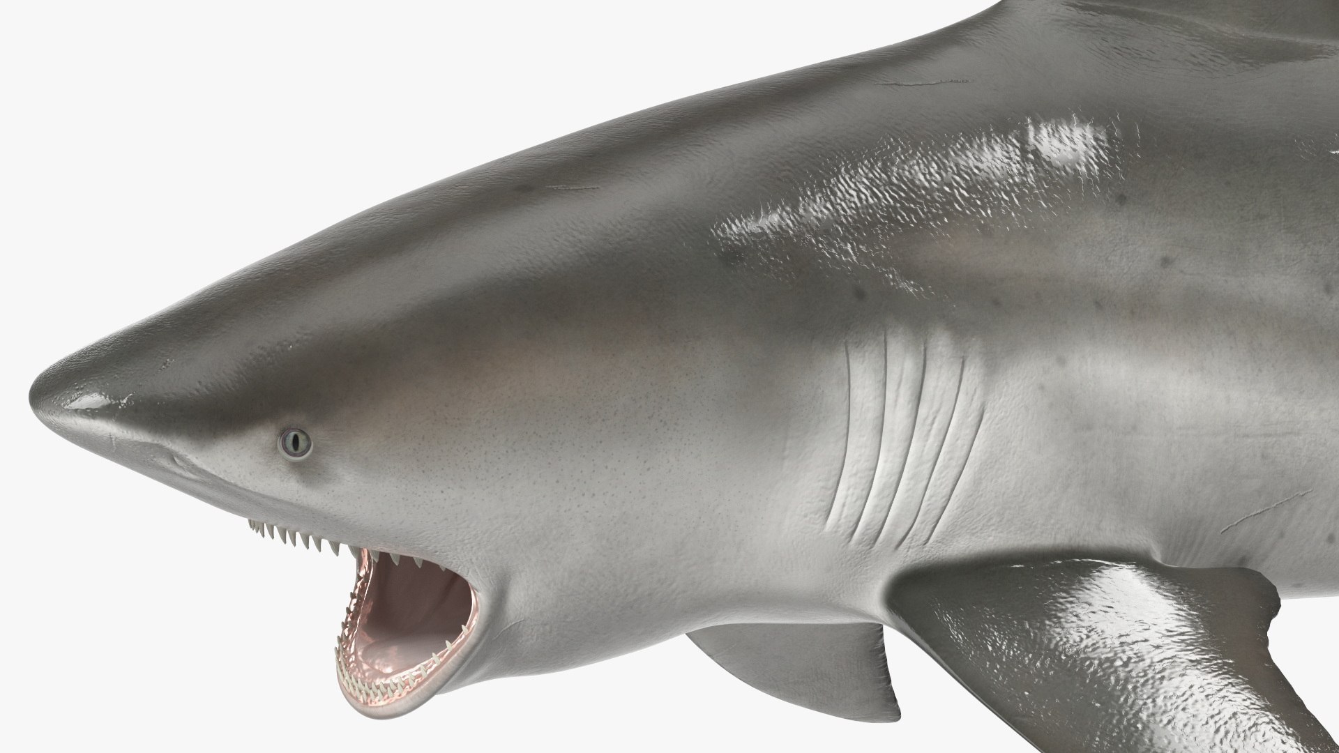Carcharhinus Leucas Shark 3D - TurboSquid 2265110