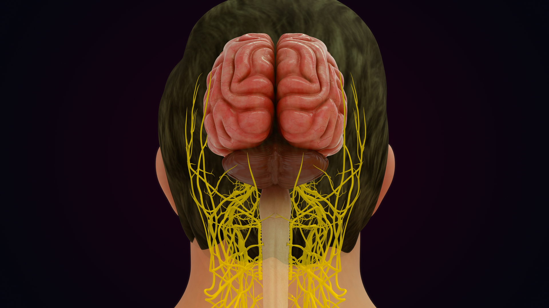 Human Natural Body With Nervous System With Brain 3D model - TurboSquid ...