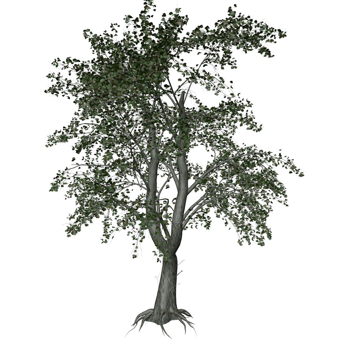 Katsura Tree - 02 - 3D Model - TurboSquid 2376725